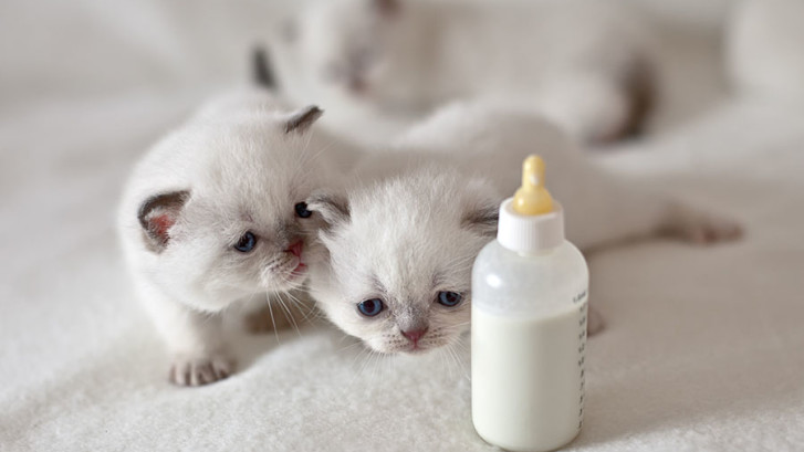 Hand-raising orphaned kittens| Perth Cat Hospital | Perth Cat Vets Hand-raising orphaned kittens| Perth Cat Hospital | Perth Cat Vets