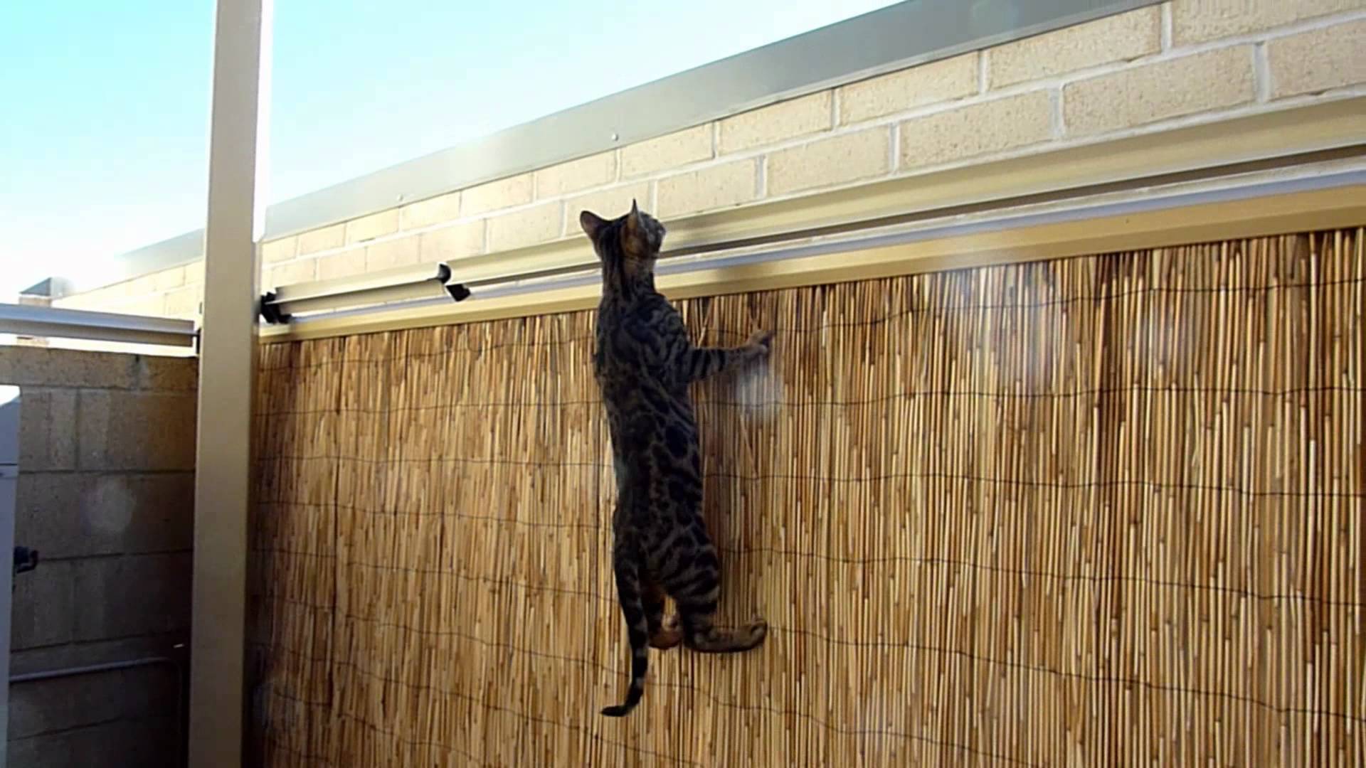 Cat parks, cat runs and cat enclosures - Perth Cat Hospital Cat parks, cat runs and cat enclosures - Perth Cat Hospital