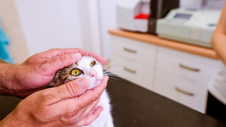 Conjunctivitis - Perth Cat Hospital