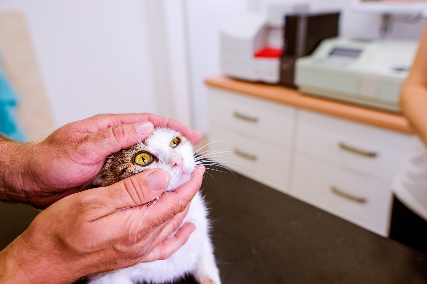 Conjunctivitis - Perth Cat Hospital