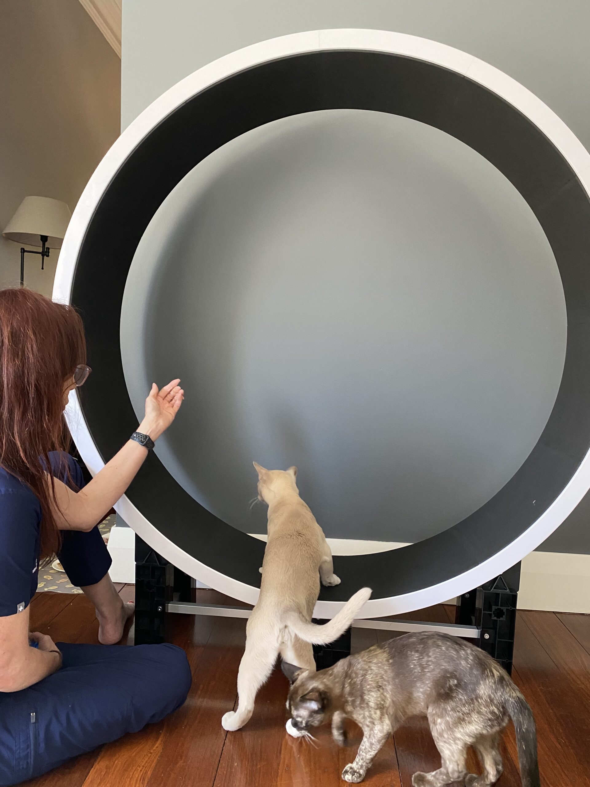 cat-wheel-1 - Perth Cat Hospital