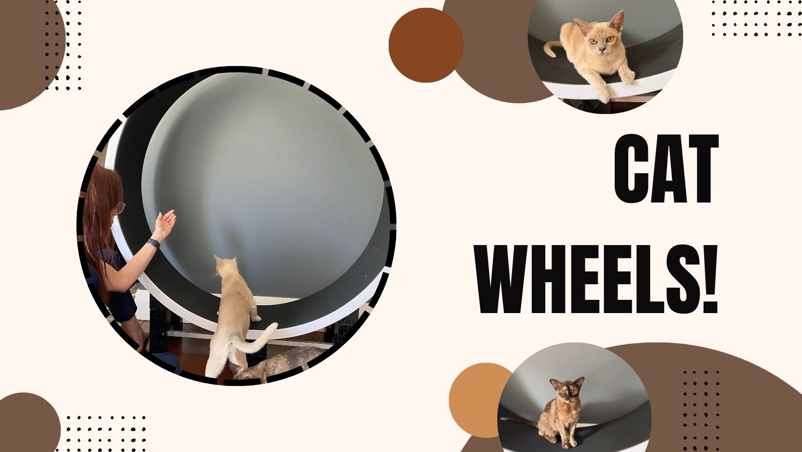 cat wheels - Perth Cat Hospital